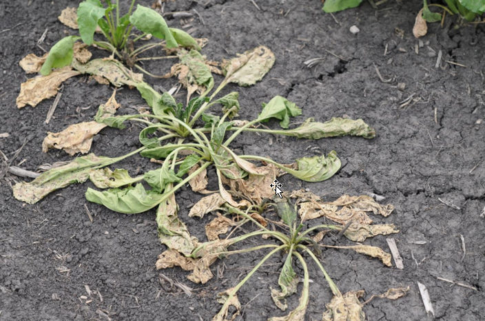 Managing of Rhizoctonia Damping-Off, Crown Rot and Root Rot of Sugarbeet | NDSU Agriculture